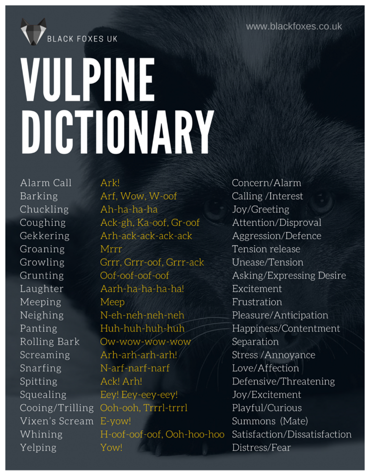 Silver Fox Behaviour